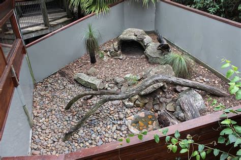 Lace Monitor Facts Habitat Diet Life Cycle Pictures