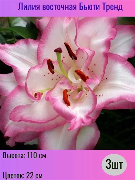 Купить луковицы лилии с доставкой москва — купить по низкой цене на Яндекс Маркете