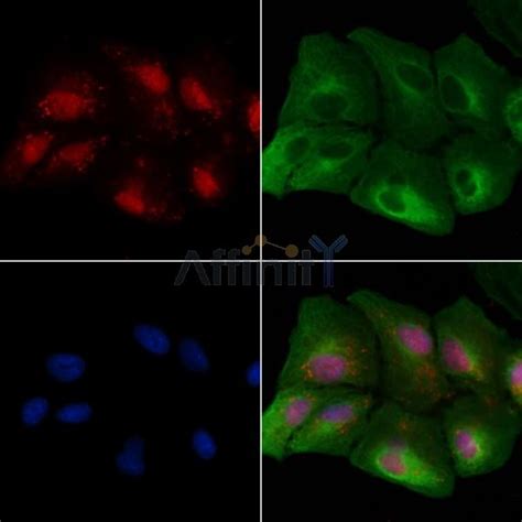 Smad2 3 Antibody Affinity Biosciences Ltd 亲科生物官网