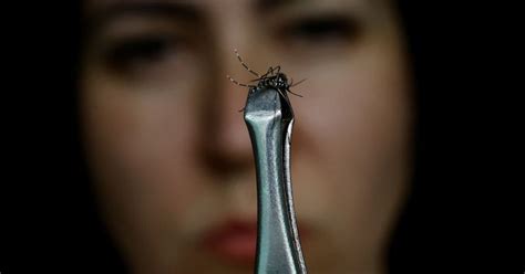 Las Preguntas Más Relevantes Alrededor De La Vacuna Contra El Dengue Y