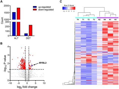 Circ Promotes Growth And Progression Of Bladder Cancer By Modulating MYBL Expression