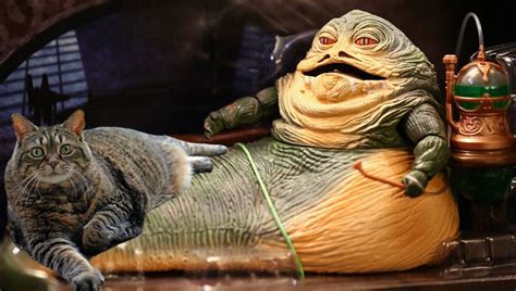 Star Wars Cat