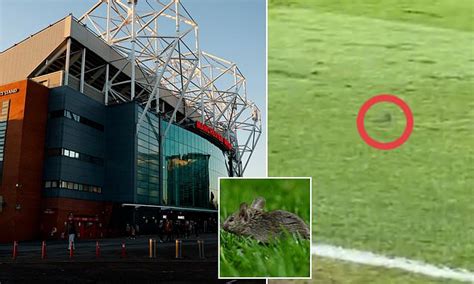 Man United Hit New Low As A Mouse Is Spotted On The Pitch Amid Old