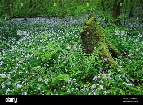 Ramsons Buckrams Wild Garlic Broad Leaved Garlic Wood Garlic Bear