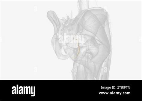 The Pudendal Nerve Arises From The Sacral Plexus In The Very Lowest Part Of Your Spine Stock The Pudendal Nerve Arises From The Sacral Plexus In The Very Lowest Part Of Your Spine Stock