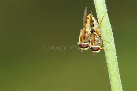 Drone Fly Stock Photo Image Of Intercourse Propagate