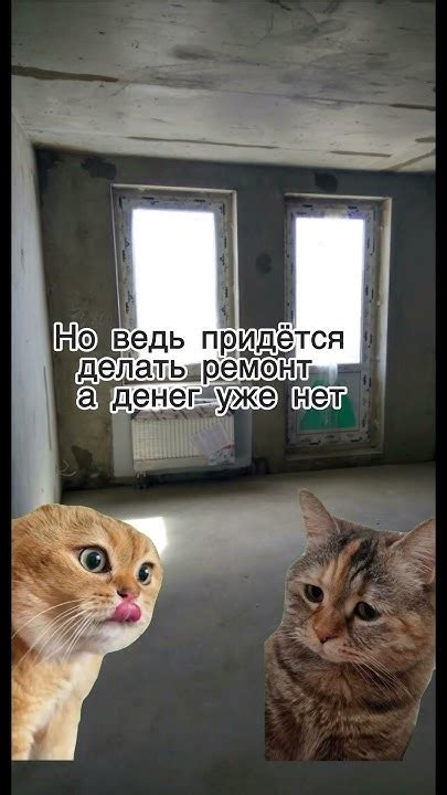 Cat приколы мемы коты👍🎆 Youtube