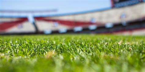 Landscape Grass Vistromax Sports And Entertainment