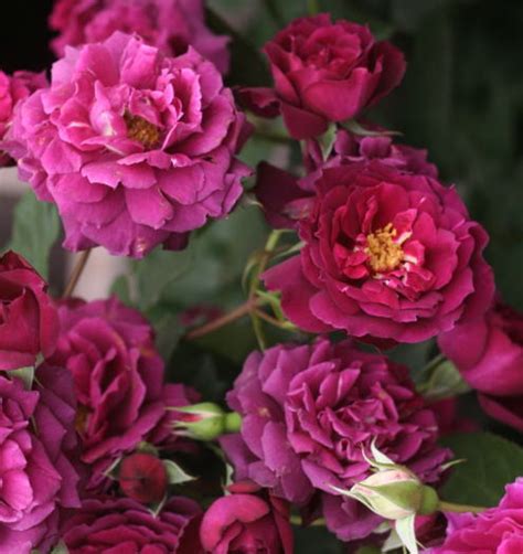 ライラ紫のバラ黒バラ香りバラ 薔薇バラばら