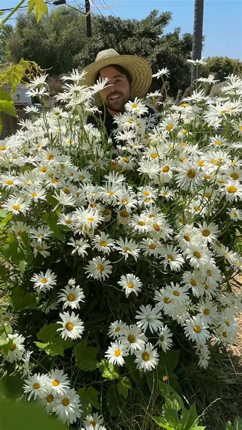 Passionfruit Grows Itself Grafting000 Hulda Smitham