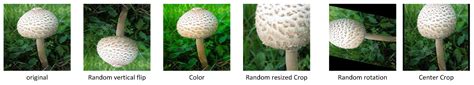 applied sciences free full text wild mushroom classification based