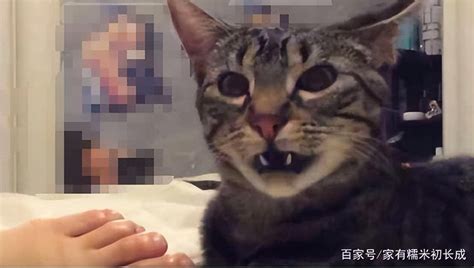 为什么猫咪要舔舐被人摸过的地方 知乎
