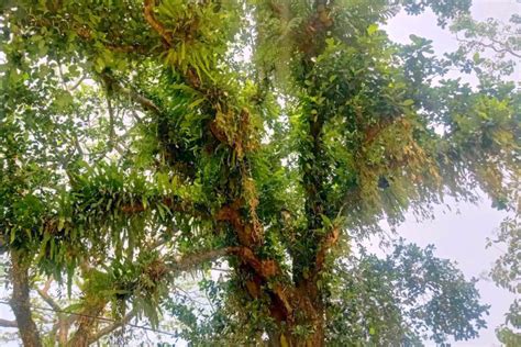 မိုင်းယောင်းမြို့၌ ရာသီစာ ပိန္နဲသီးနုများ ဈေးကောင်းရရှိ