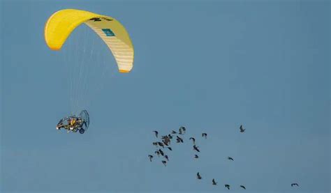 Scientists Take Flight To Help Nearly Extinct Birds Migrate Home