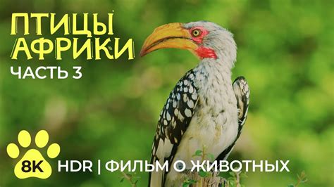 Необычные птицы Африки 8k Hdr Документальный фильм о дикой природе