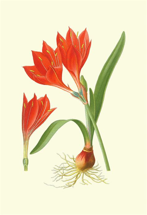 Striking Lilies Iv Painting By Edward Step Fine Art America