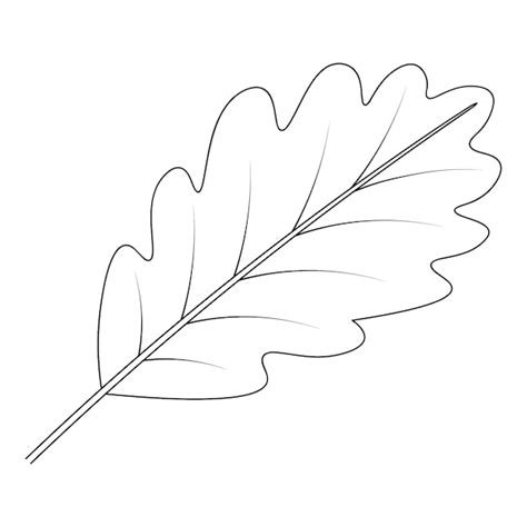 Feuille De Chêne Partie De Larbre Avec Des Nervures La Feuille Est