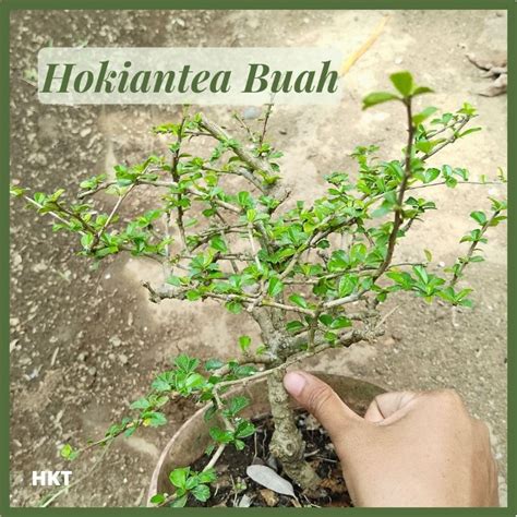 Jual TERHEMAT Bahan Bonsai Hokiantea Buah Bibit Hokiantea Mikro