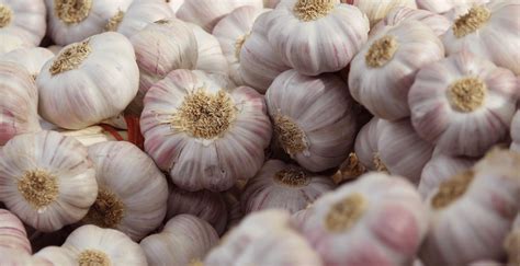 9 Grandes Beneficios Del Ajo