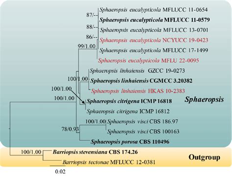 phylogram generated from ml analysis based on combined dataset of its