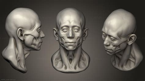 Anatomy Of Skeletons And Skulls Ecorche Head Antm 1188 3d Stl Model