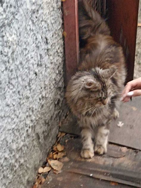 Уличный кот Пикабу