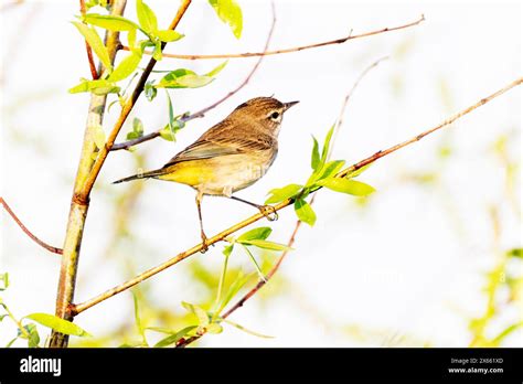 Orange Crowned Warbler Vermivora Celata Perched At Branch With