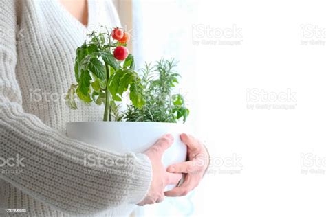 체리 토마토와 로즈마리는 여자의 손에 가정 정원에서 냄비에서 성장 발코니에 대한 스톡 사진 및 기타 이미지 발코니 체리