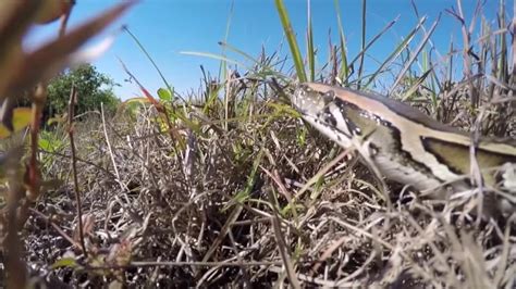 Florida Python Challenge aims to remove invasive species from Everglades | FOX 13 Tampa Bay
