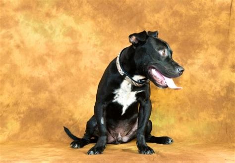 130 Best Mythology Pitbull Names Pitbull Names Inspired By Mythology