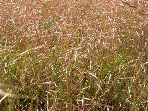 How To Grow Use And Care For Ventenata Grass Ventenata Dubia