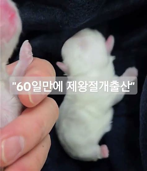 제왕절개로 막 건내받은 수니의 뽀시래기들~~ Youtube