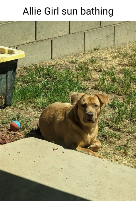 Allie Girl Sun Bathing Americas Best Pics And Videos