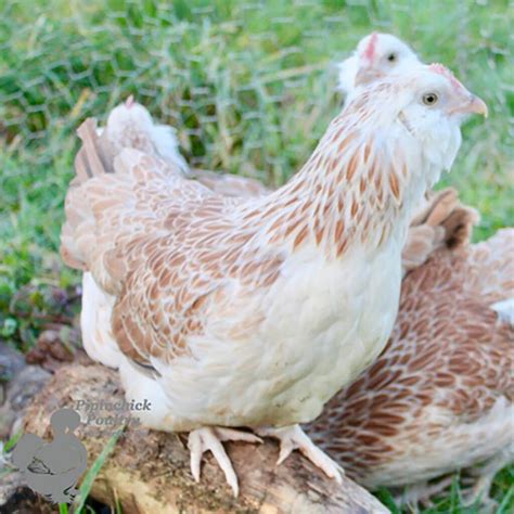 Faverolles Hens For Sale Buy Chickens Online Uk
