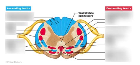 Ascending And Descending Tracts Diagram Quizlet