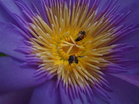 Free Images Flower Purple Petal Pollen Yellow Flora Flowers