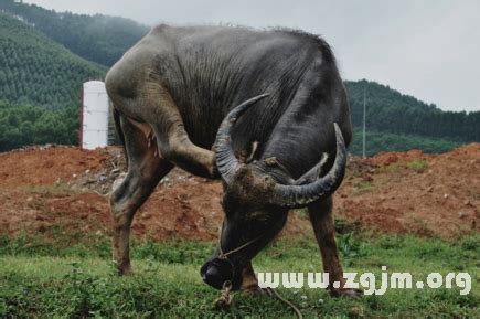 梦见赶牛是什么意思 梦见赶牛出圈 自己 第15页 大山谷图库