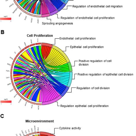 Upregulated processes in ADRB2 high / SLC6A2 high HN-SCC. DEGs and ...