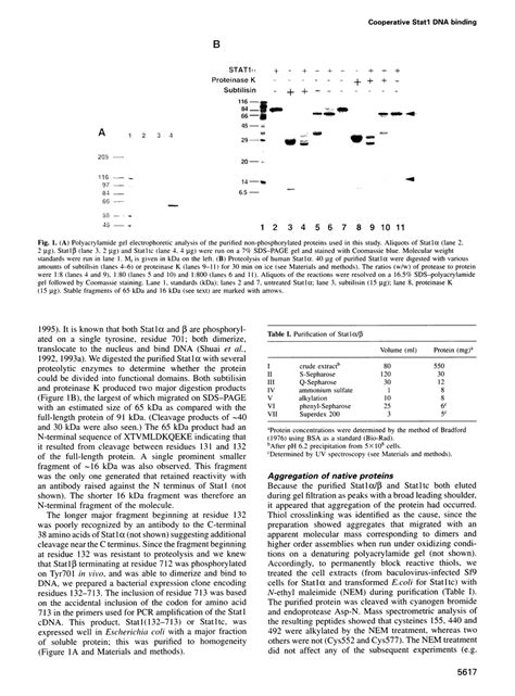 Dna Binding Of In Vitro Activated Stat1 Alpha Stat1 Beta And Truncated