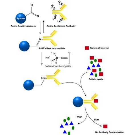 Immunoprecipitation Products For Immunochemical Techniques