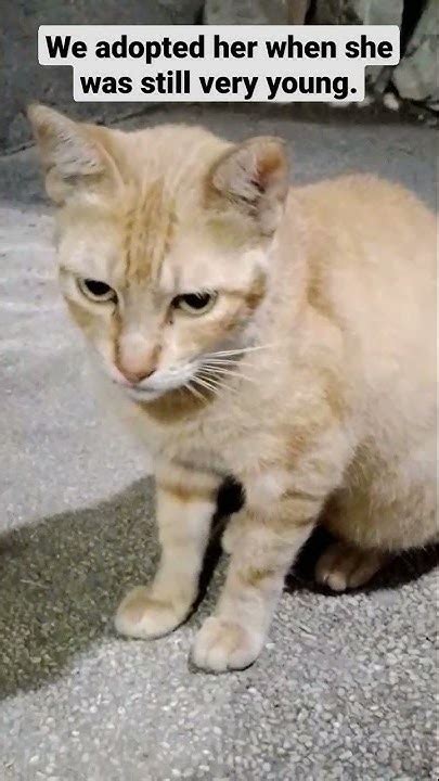 Pretty Pommy Our Cat 🐈 Shorts Catlovers Youtube