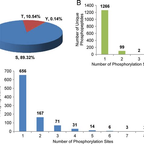 Analysis Of Identified Phosphorylated Sites A Distribution Of The