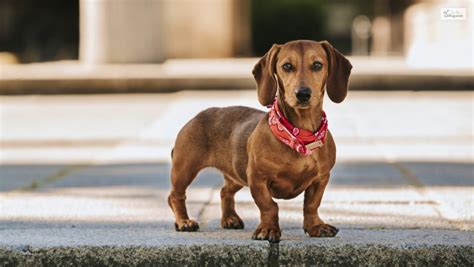 Cute And Courageous All About Miniature Dachshunds