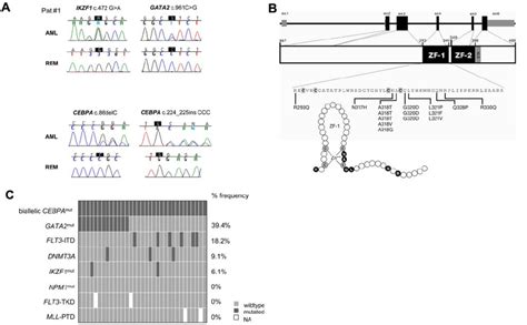 Additional Genetic Aberrations Identified In Bi Cebpa Mutant Cn Aml Download Scientific