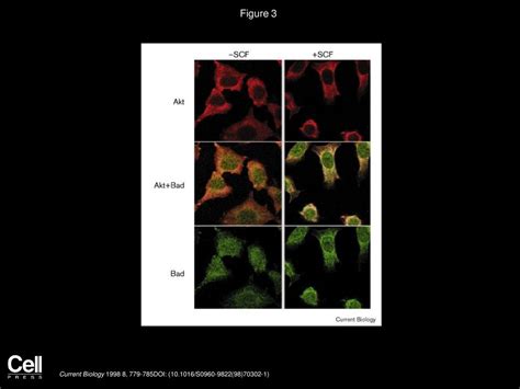 The Kit Receptor Promotes Cell Survival Via Activation Of Pi 3 Kinase