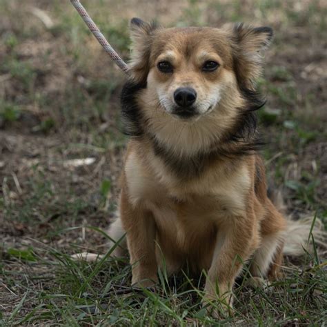 Mókus Szentendrei Árvácska Állatvédő Egyesület