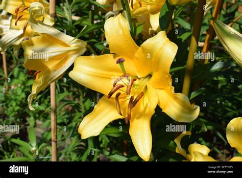 Lilium corcovado hi-res stock photography and images - Alamy