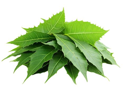 Neem Leaves Pngs For Free Download