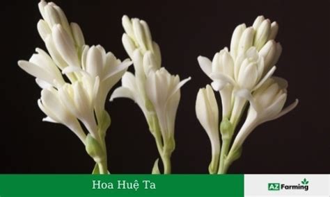 Hoa Hu C Ch Tr Ng Ch M S C V Ngh A C A Hoa Hu Az Farming