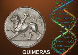 Adn Diferente En Un Mismo Cuerpo Quimeras Humanas Allscience